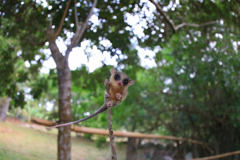 Na Garopaba - Notícias - Manchetes - Cuica Graciosa é um animal raro de ...